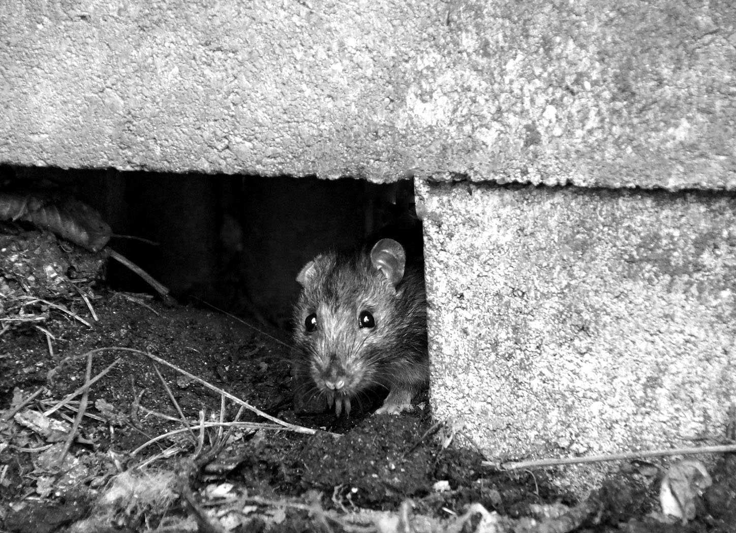 rats in Vietnam | HistoryNet